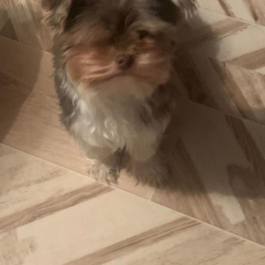 Йоркширский терьер мини