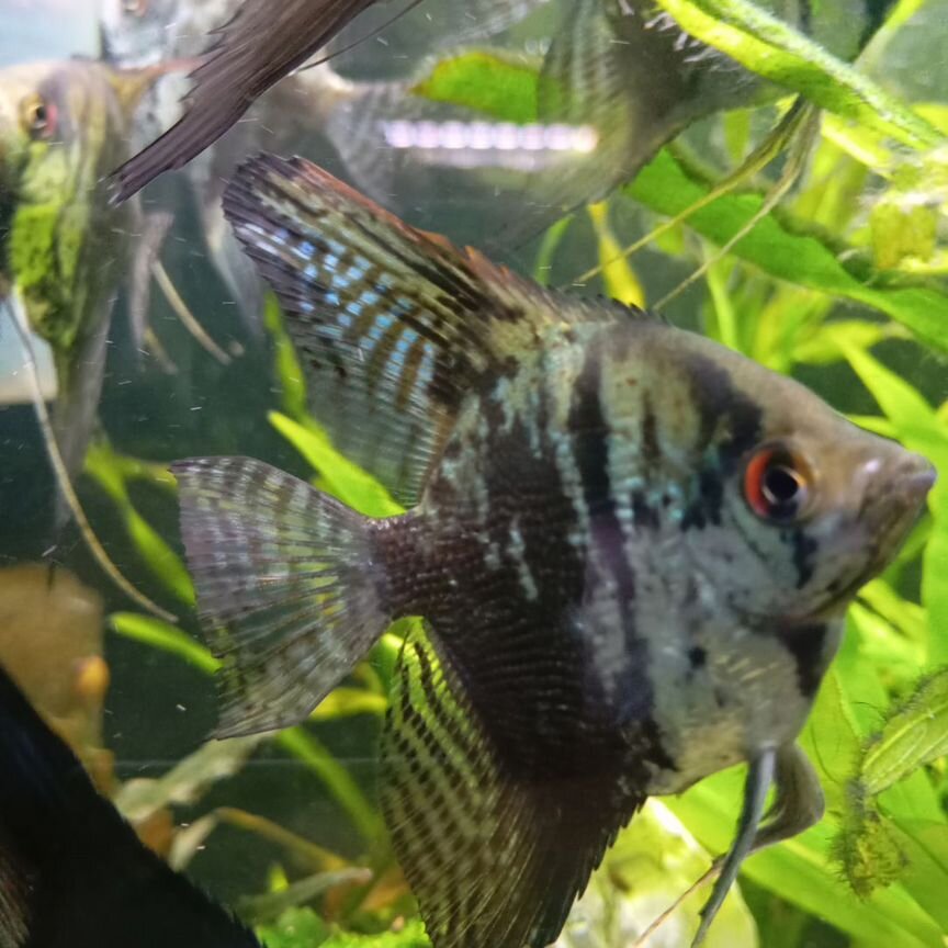 Скалярия зелёный ангел