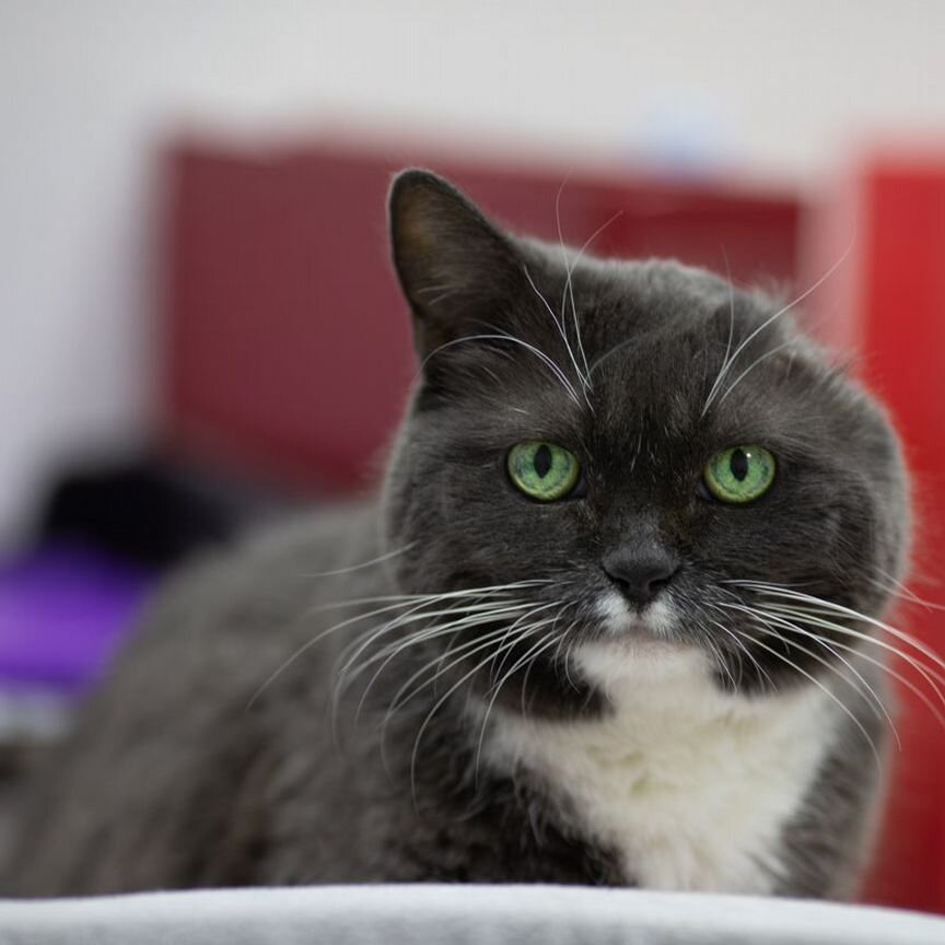 Взрослая кошка из приюта