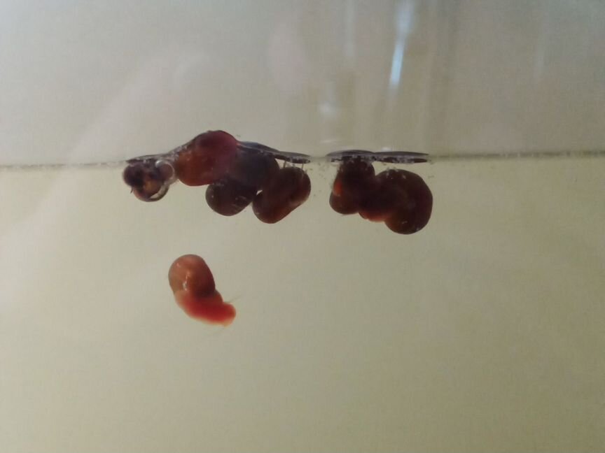 Улитки катушки бесплатно на корм