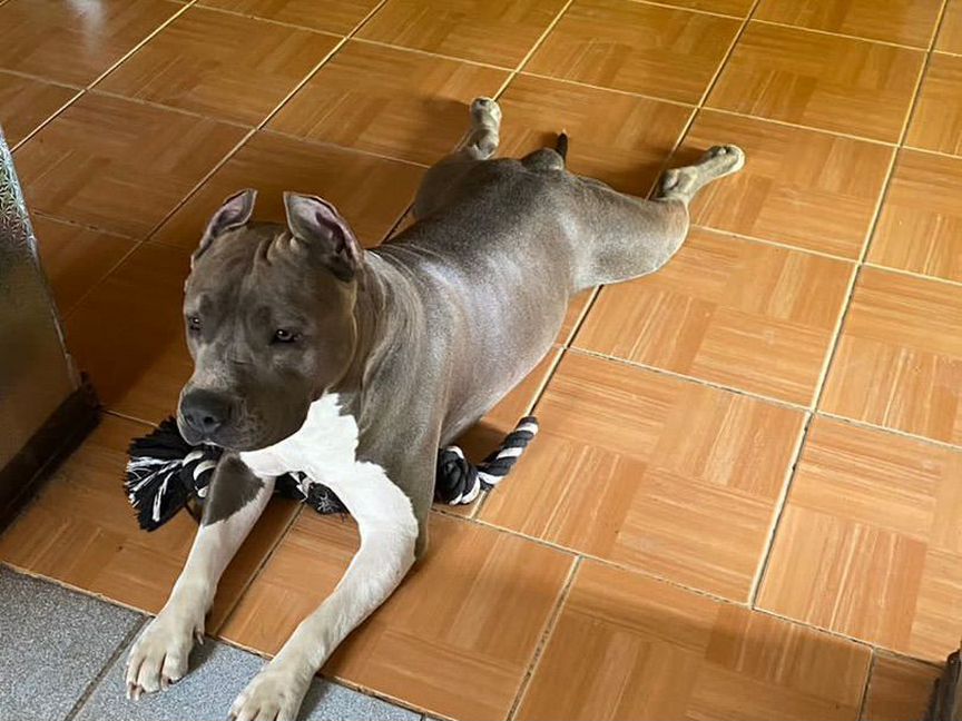 Амстафф на вязку