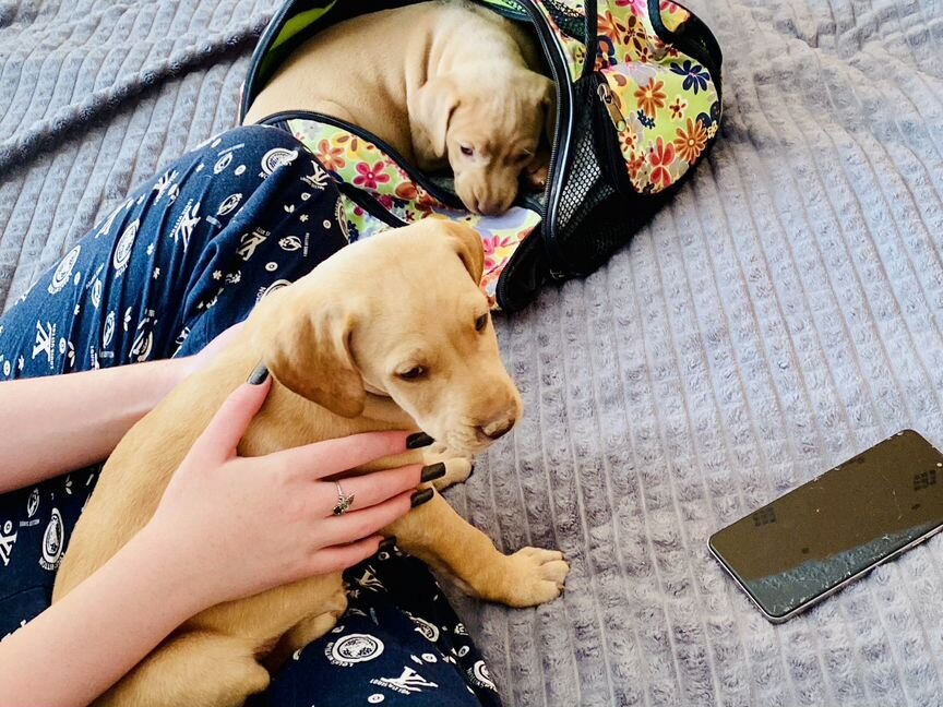 Щенки венгерской выжлы