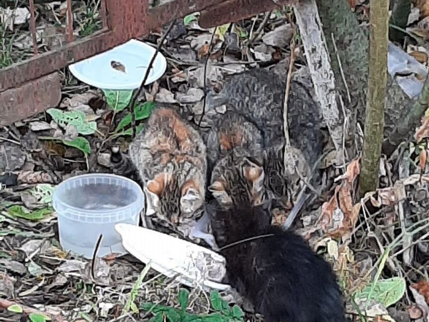 Спасите котят от холодов