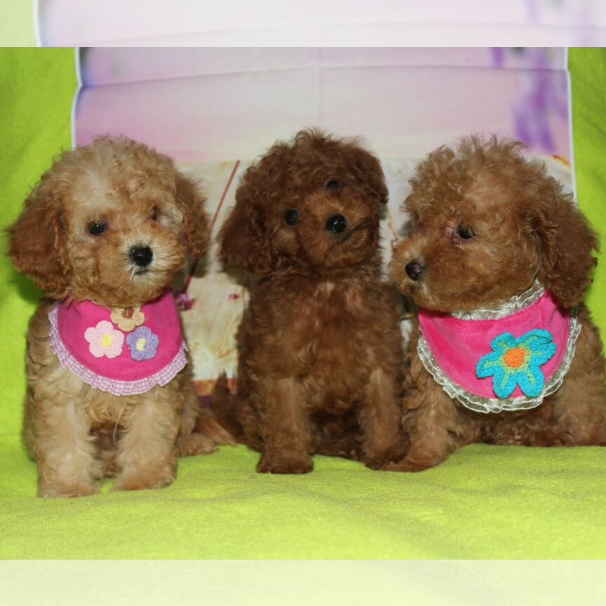 Той-пудель, щенок