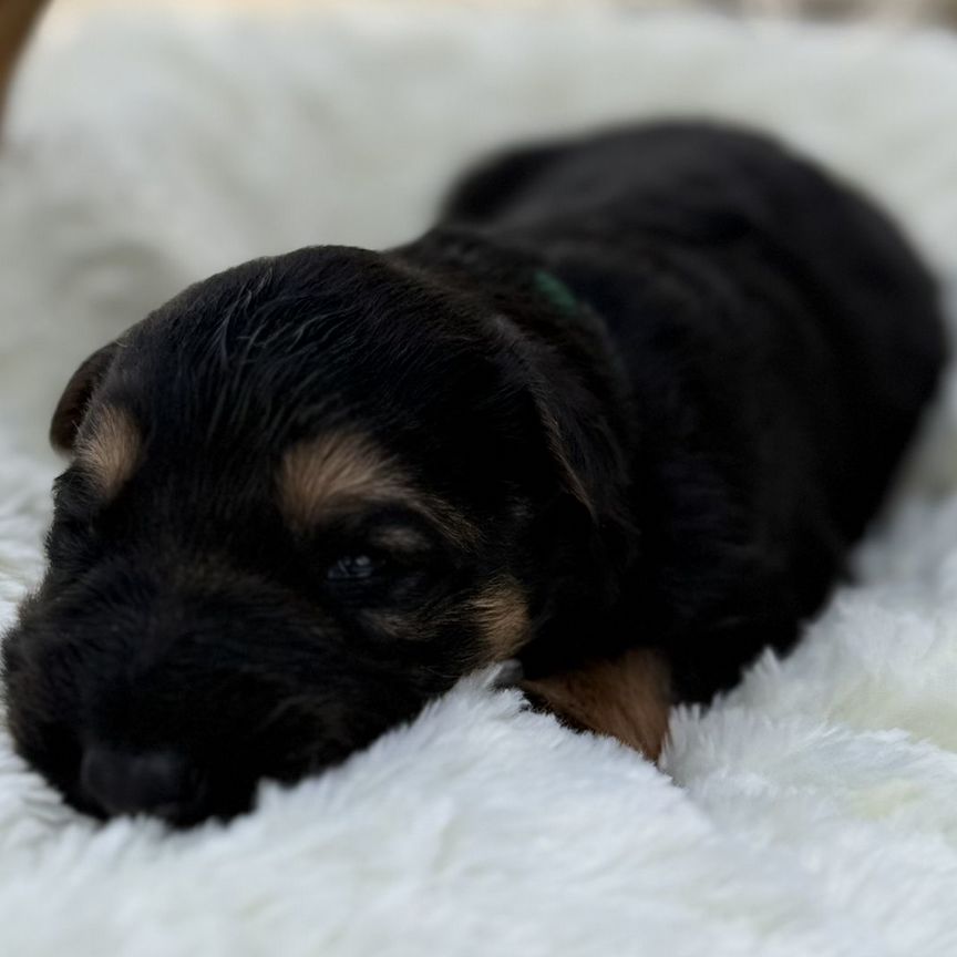 Немецкая овчарка, щенок