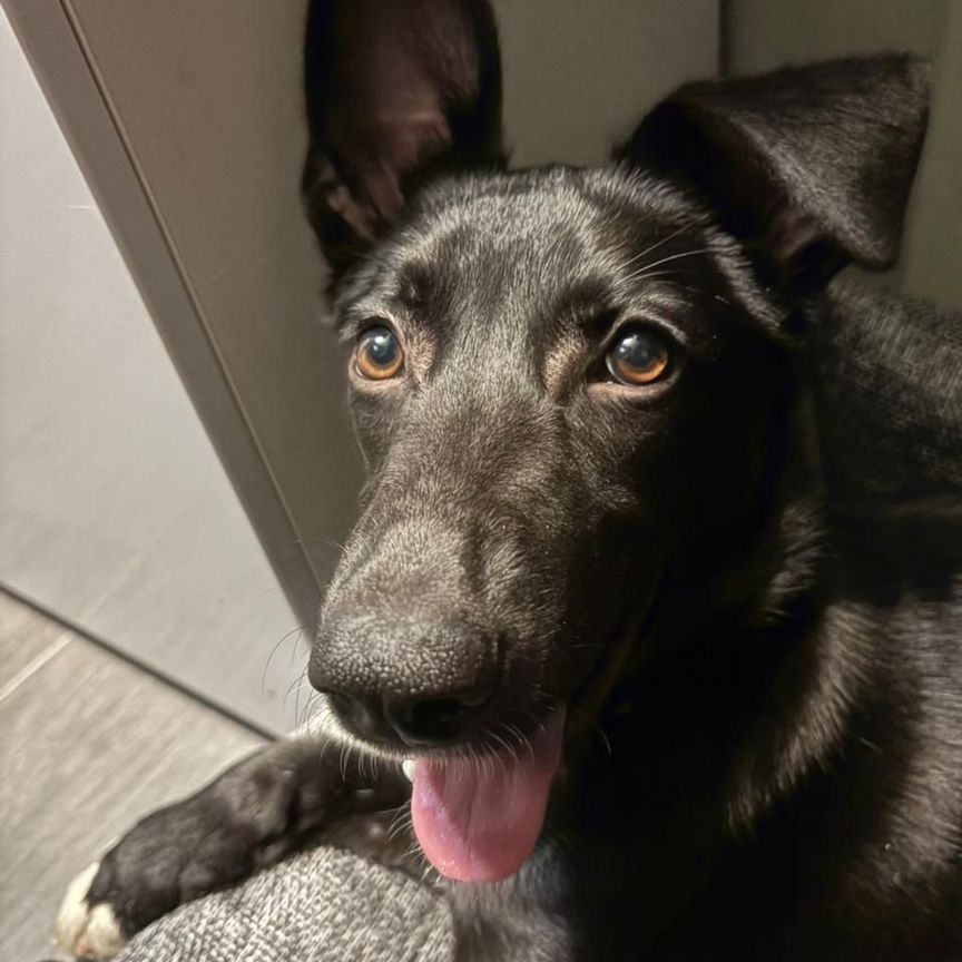 Собака в добрые руки