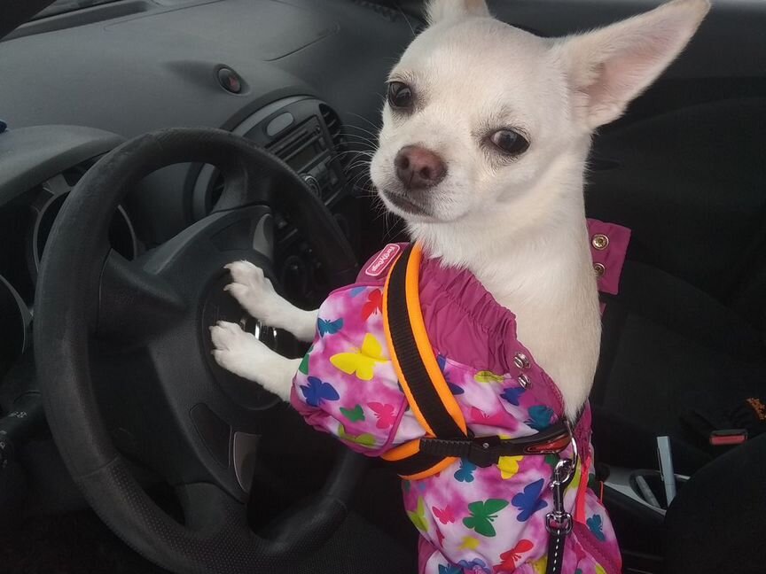 Дождевик для маленькой собаки