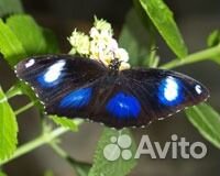 Куколки живых бабочек Hypolimnas bolina