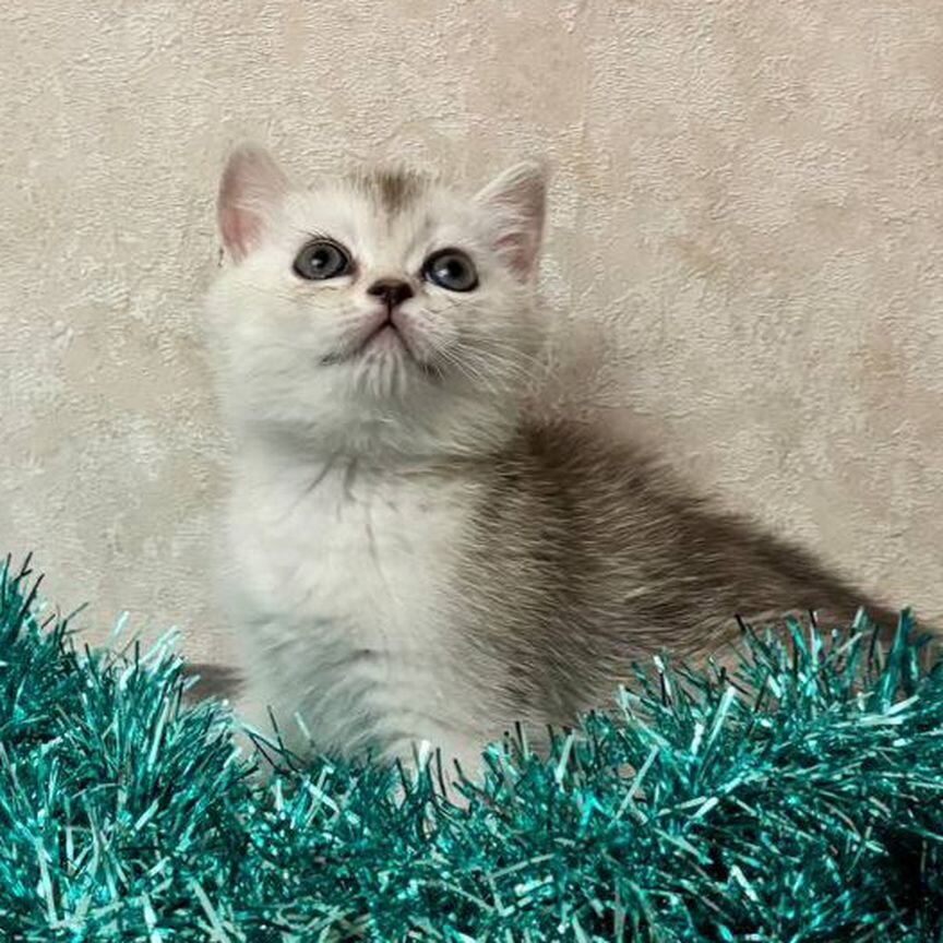 Британский короткошёрстный котёнок