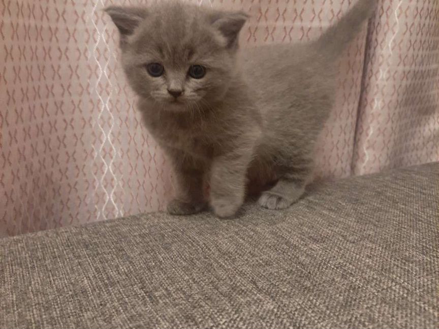 Британская прямоухая кошечка
