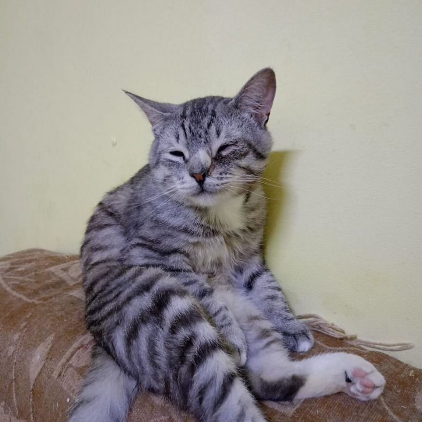 Отдам кота в добрые руки бесплатно