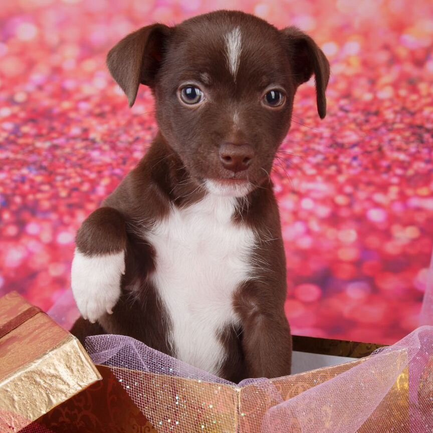 Мексиканская голая собака, щенок