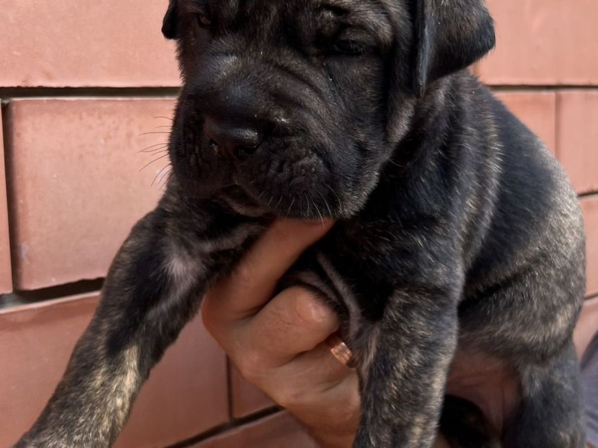 Щенки кане корсо