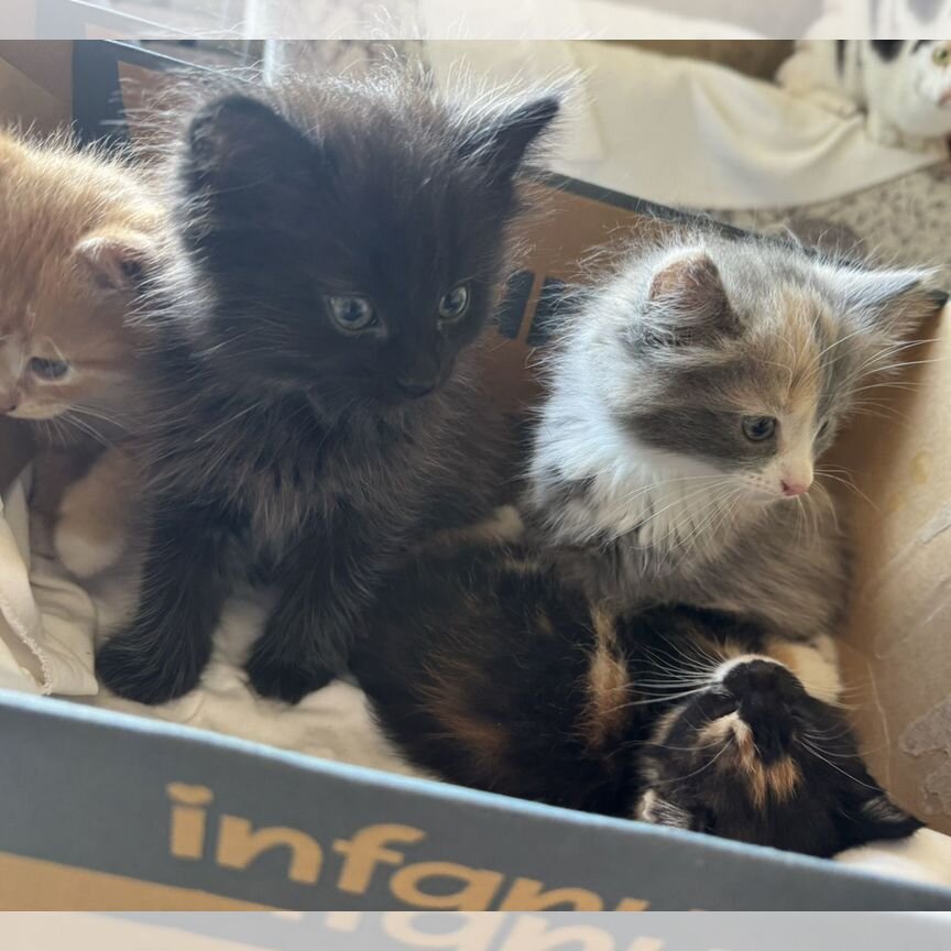 Котёнок в добрые руки