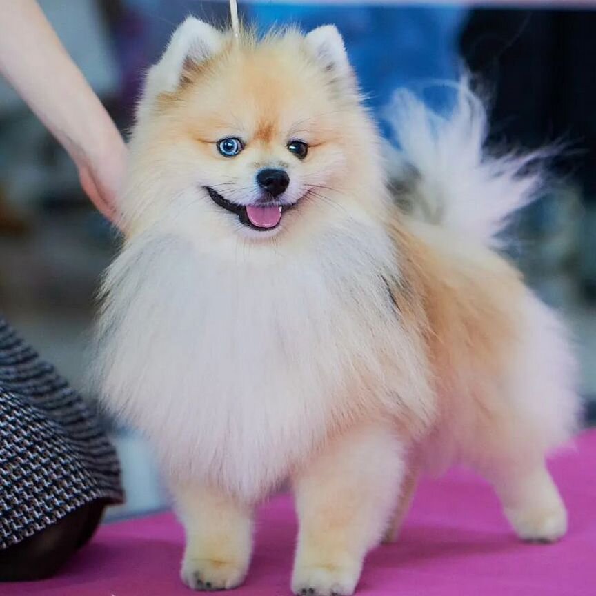 Немецкий шпиц вязка мальчик