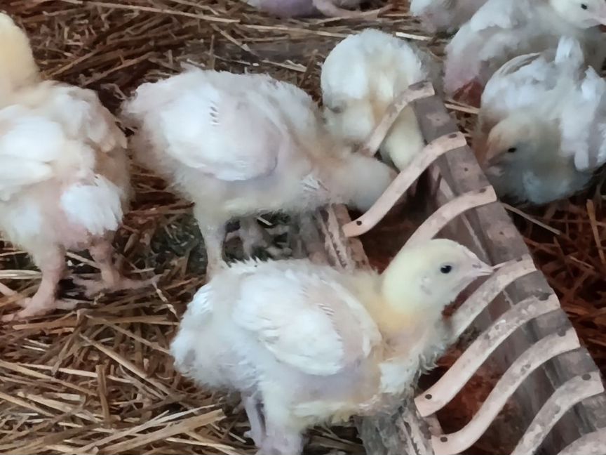 Цыплята бройлеры