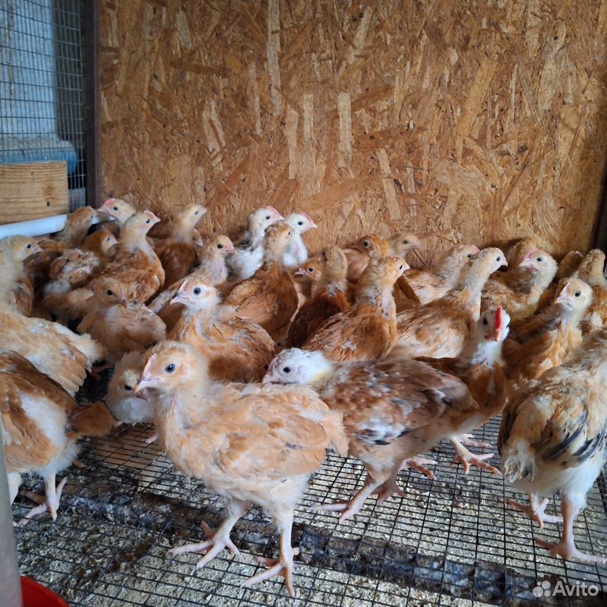 Цыплята Редбро