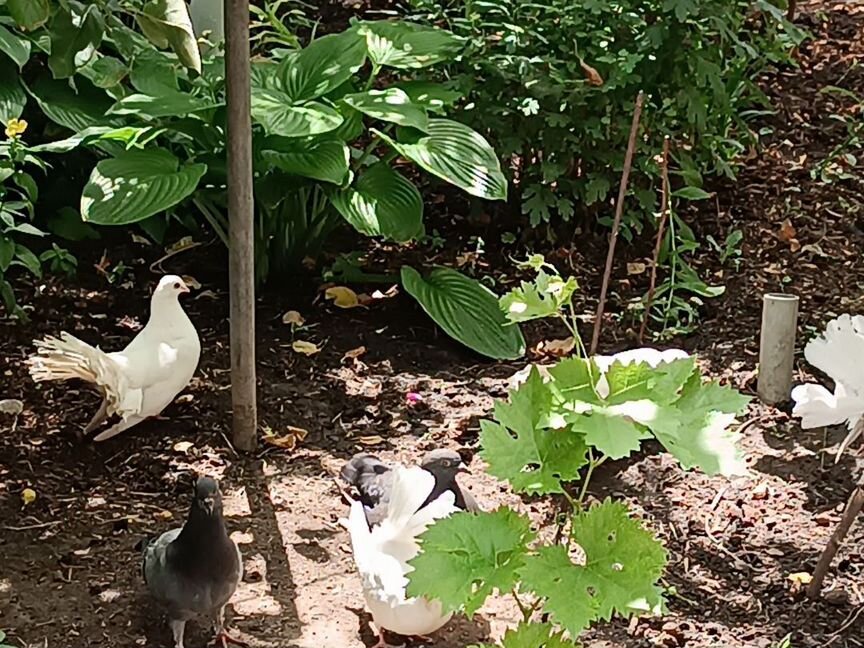 Продажа голубей