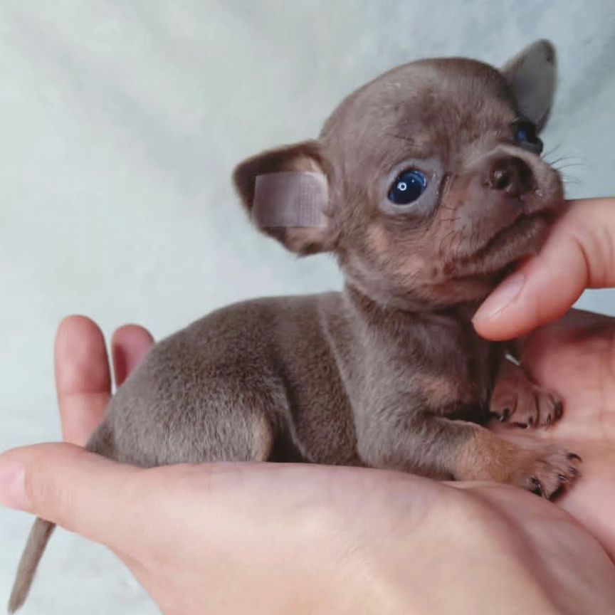 Чихуахуа, щенок