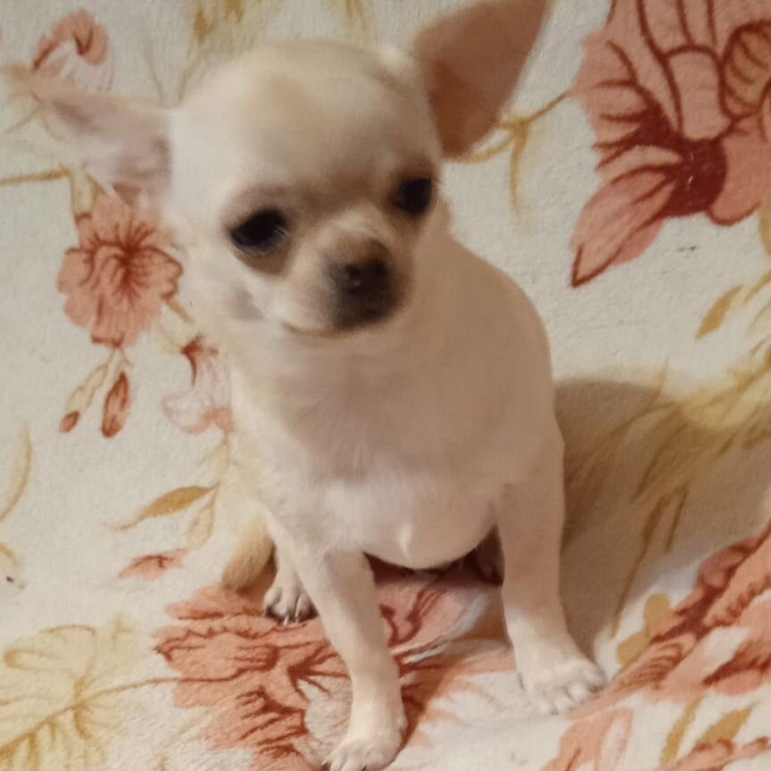Чихуахуа, щенок
