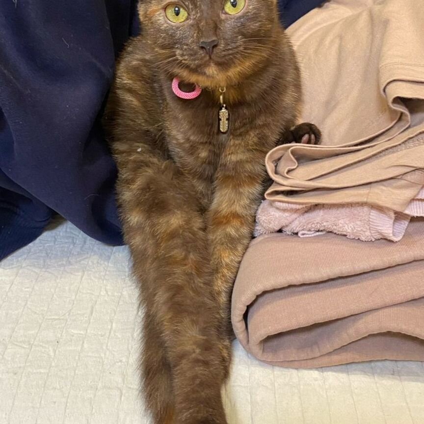 Отдам в добрые руки ласковую кошечку