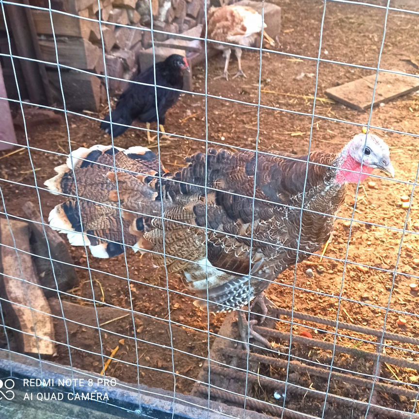 Индюки на племя