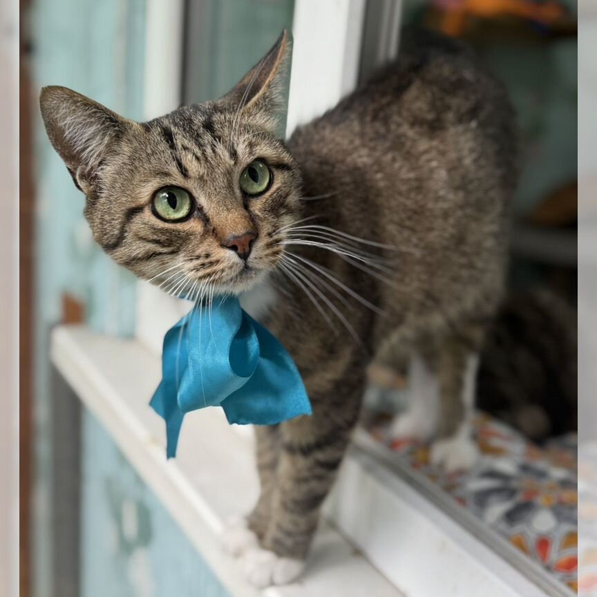 Классный котик Мурзик из приюта