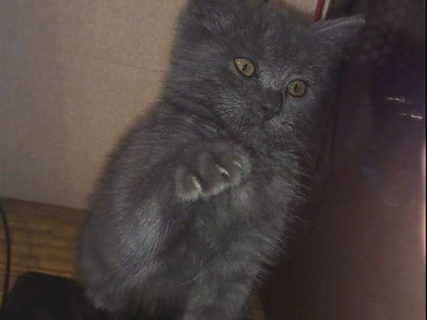 Котенок