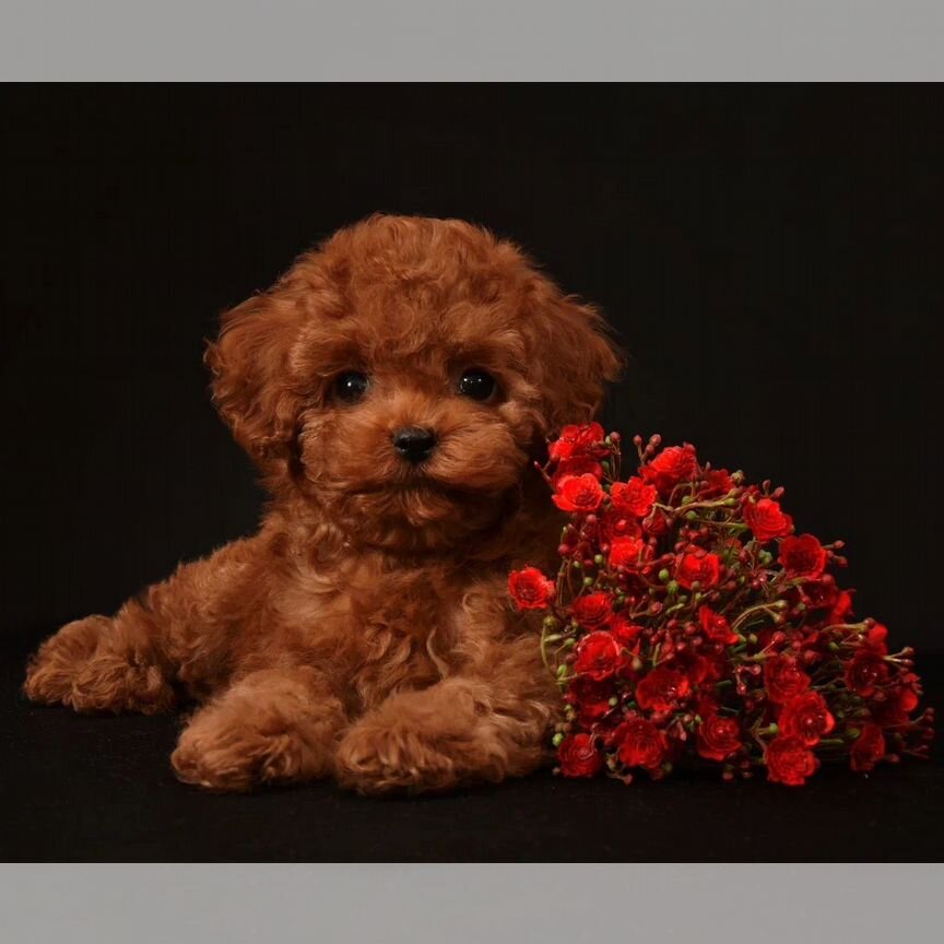 Той-пудель, щенок