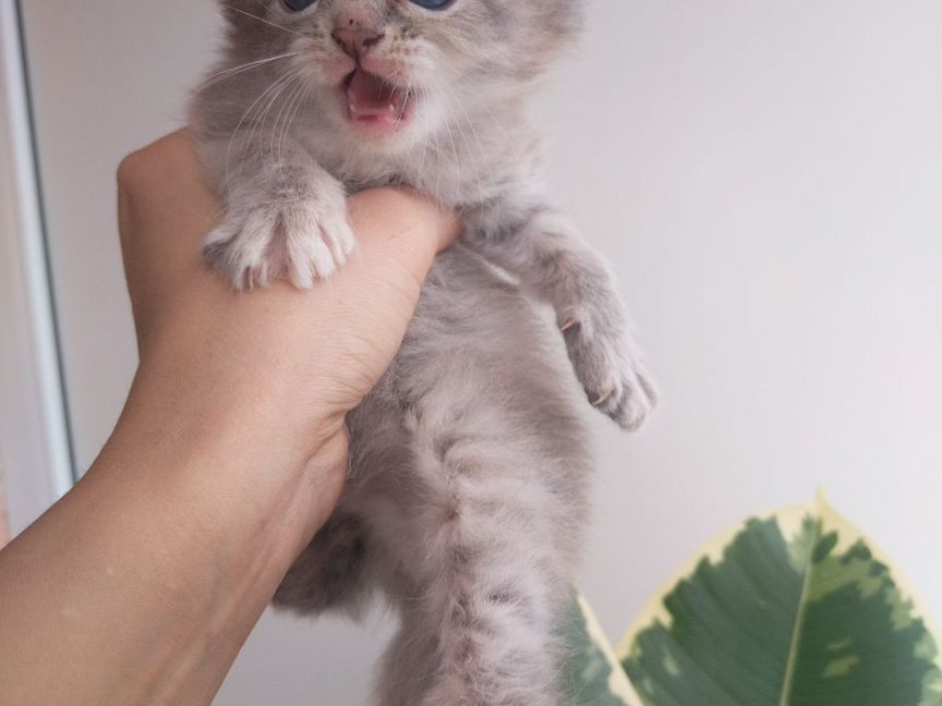 Сибирские котята