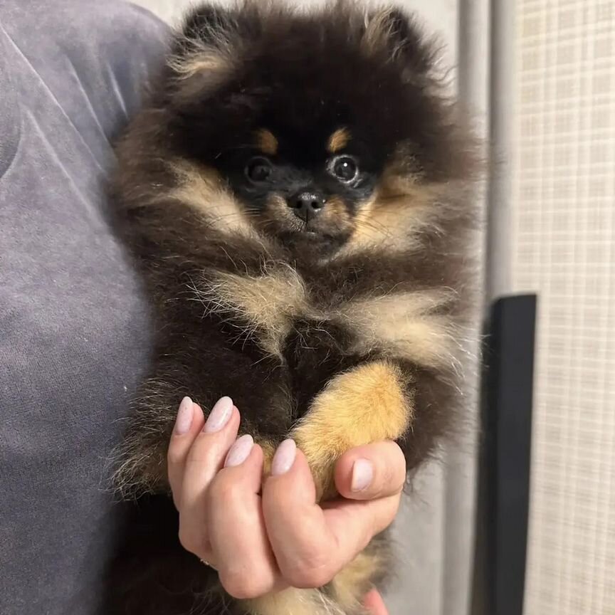 Померанский шпиц, щенок