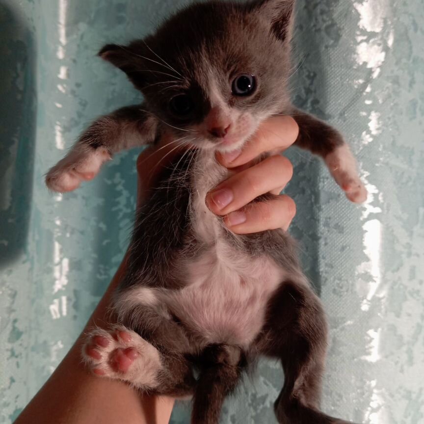 Тайский котёнок