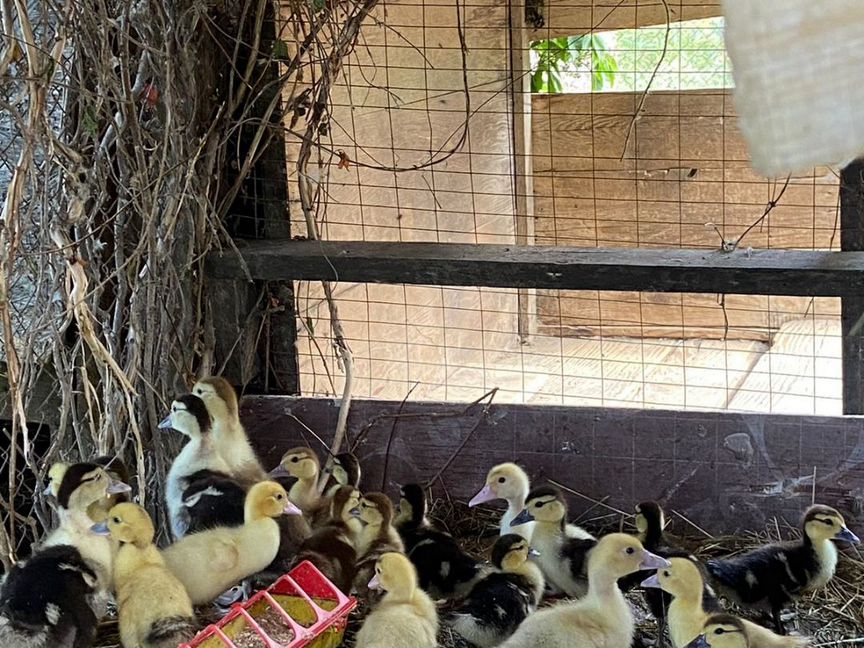 Утки (малые)