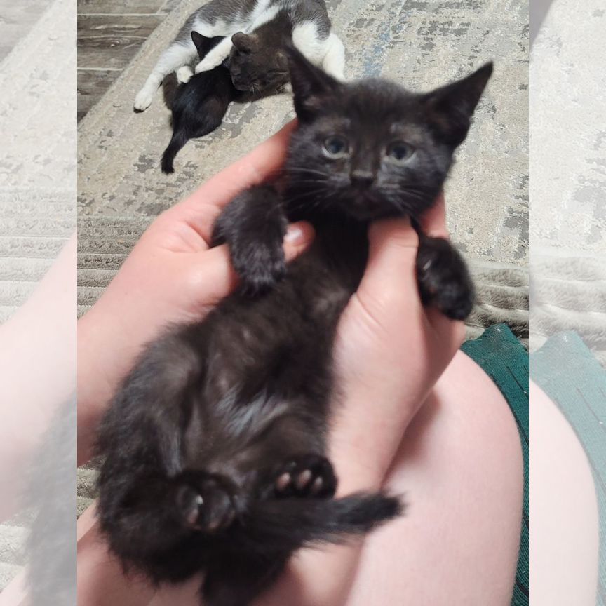 Котёнок в добрые руки