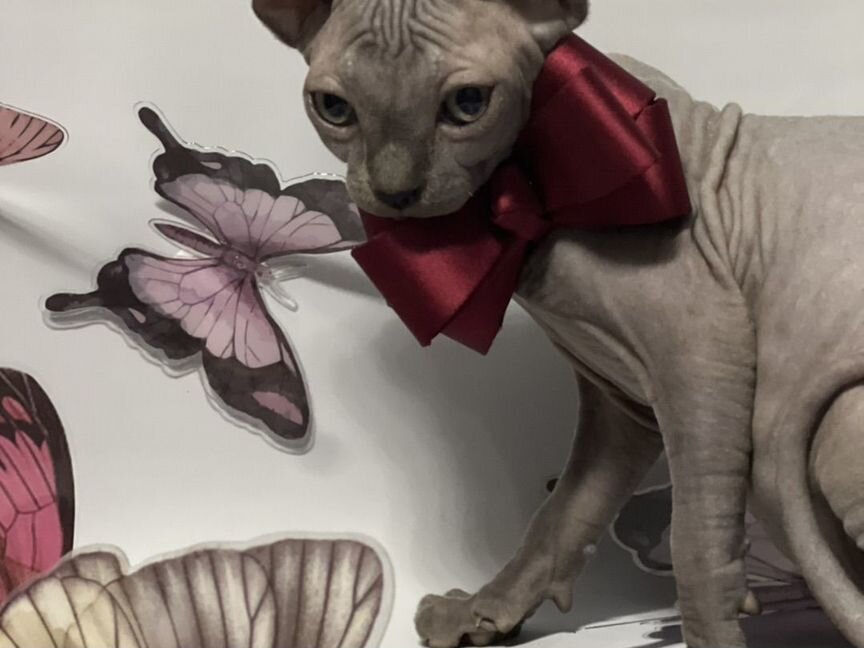 Котенок эльф