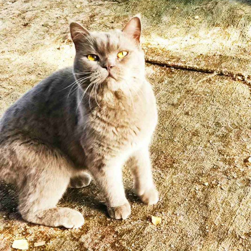 Найденные коты