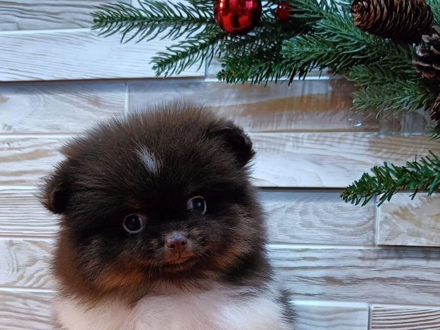 Шпиц цветные немецкий