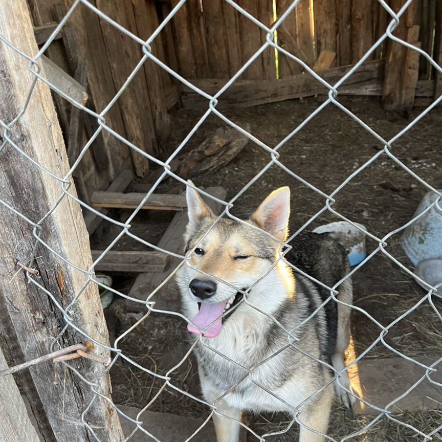 Немецкая овчарка, взрослая собака