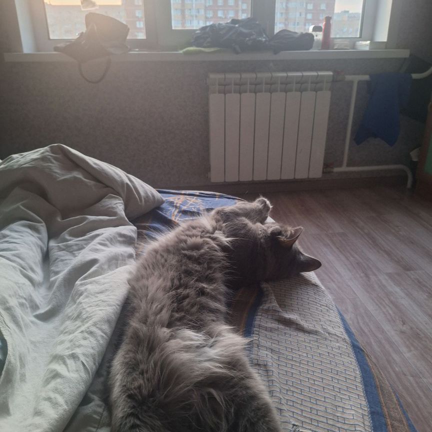 Отдам бесплатно кота