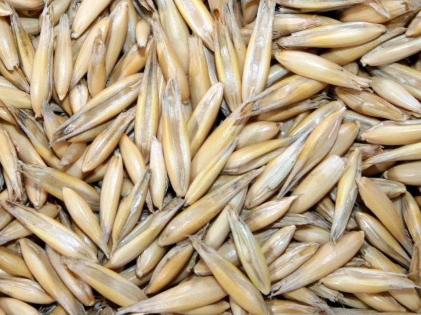 Семечко, Кормовая кукуруза корма