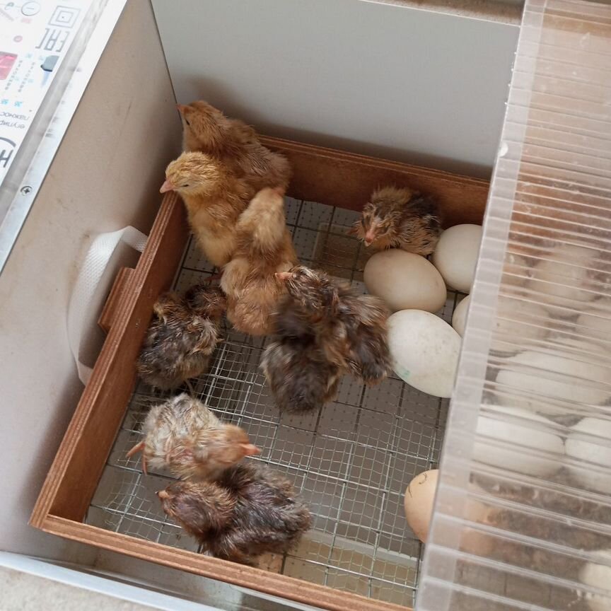 Цыплята суточные