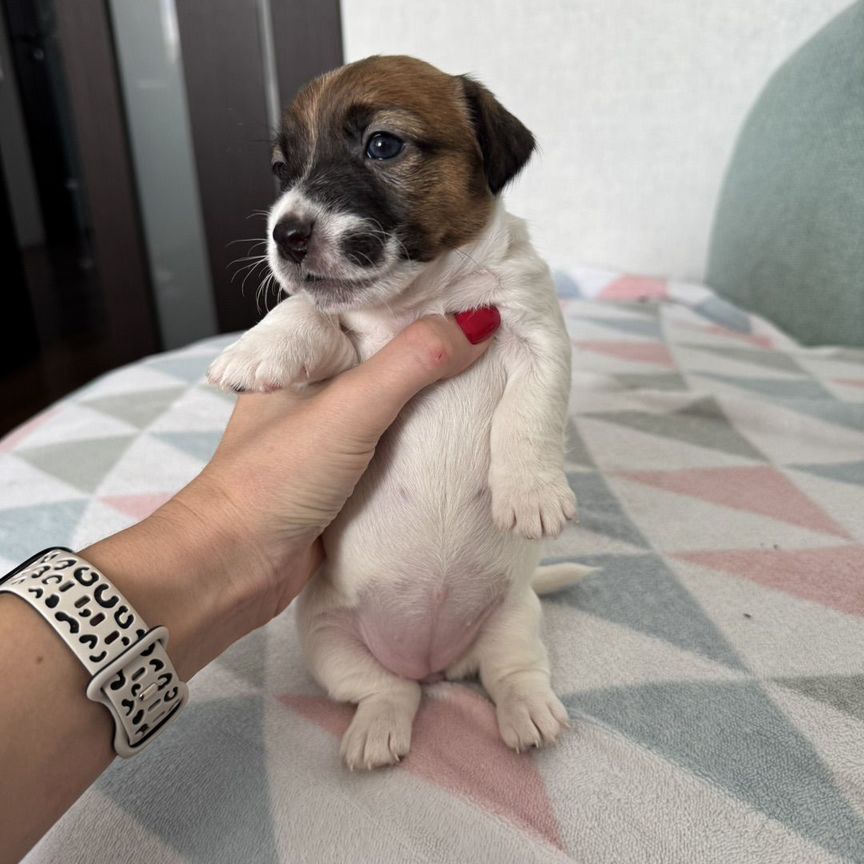 Щенки джек рассел терьер