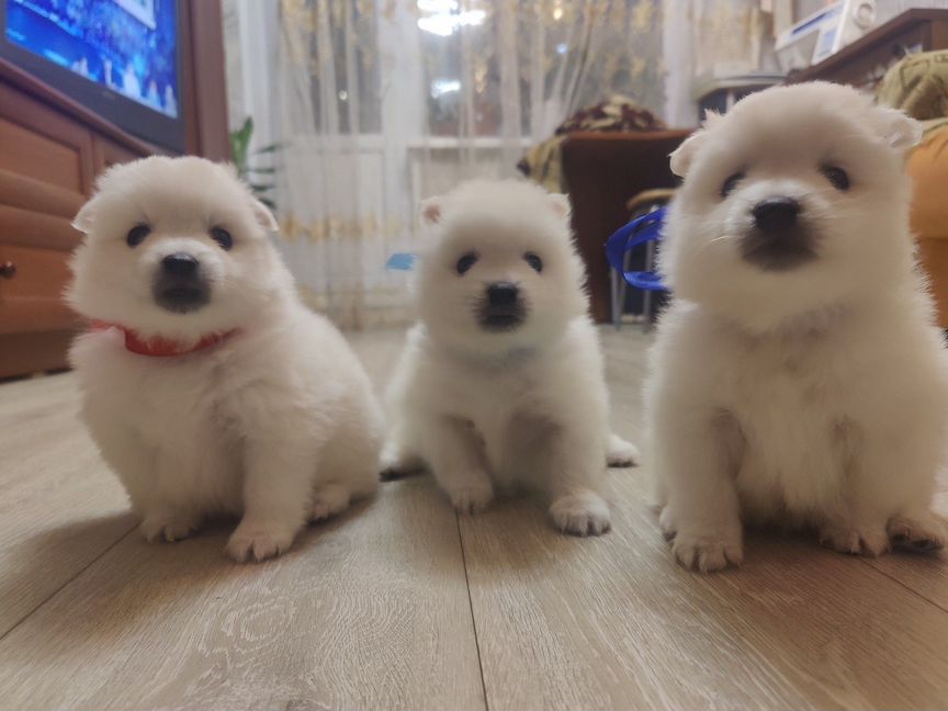 Щенки белоснежного японского шпица