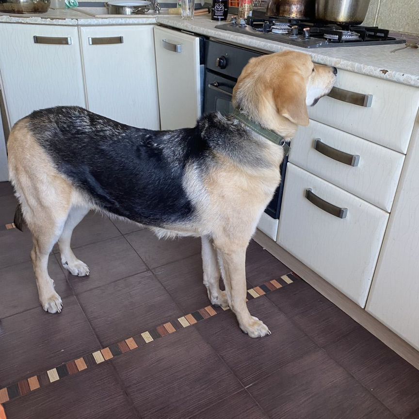 Помесь гончий