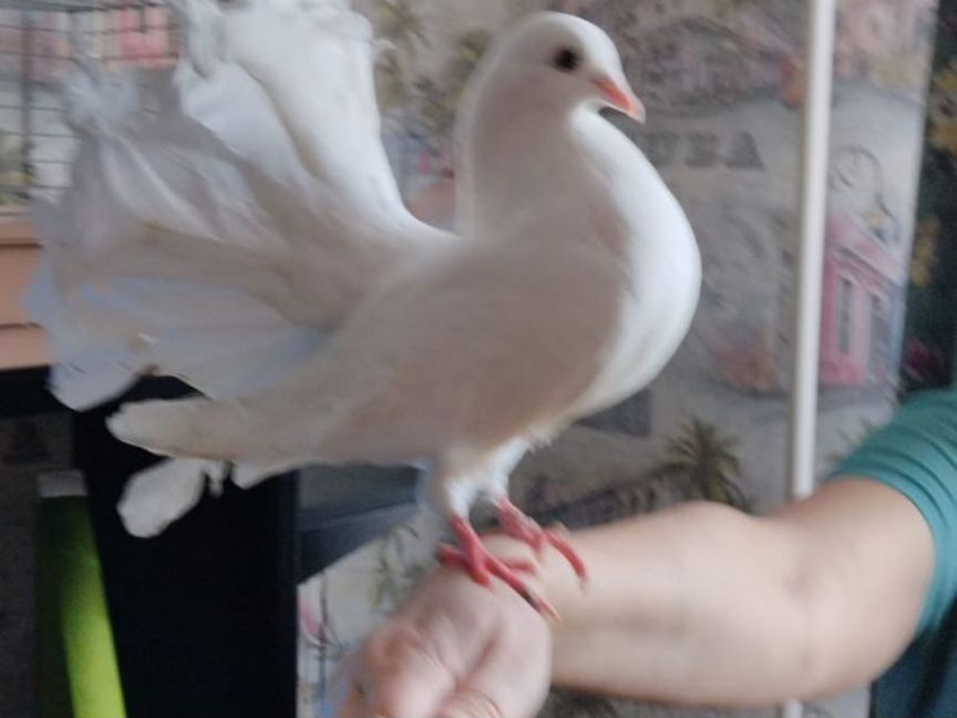 Голубь павлиний