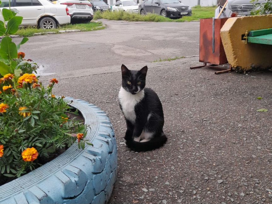 Коть
