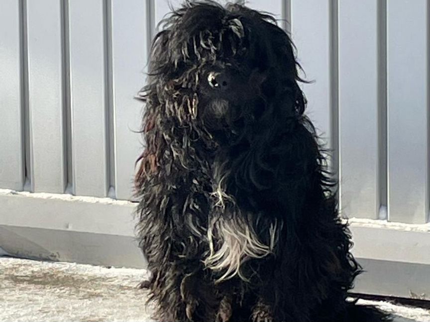 Собака в добрые руки болонка