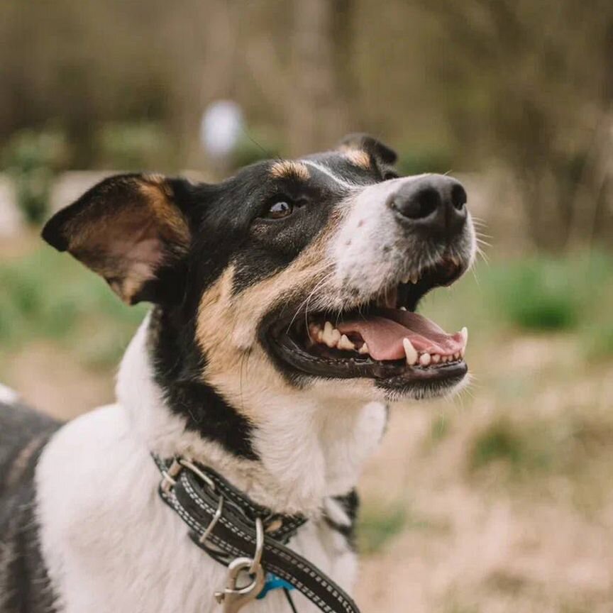 Няня детей, охранник дома собака в добрые руки