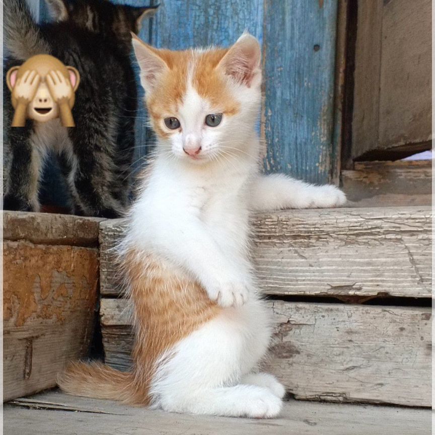 2 котенка, мальчики
