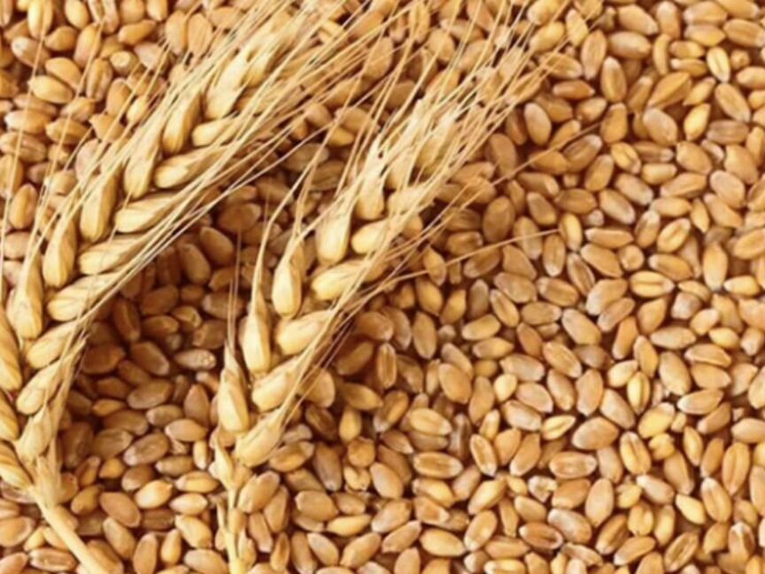 Зерно пшеница оптом